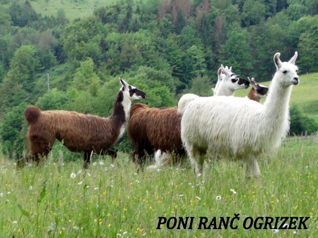 Poni ranč Ogrizek Podčetrtek